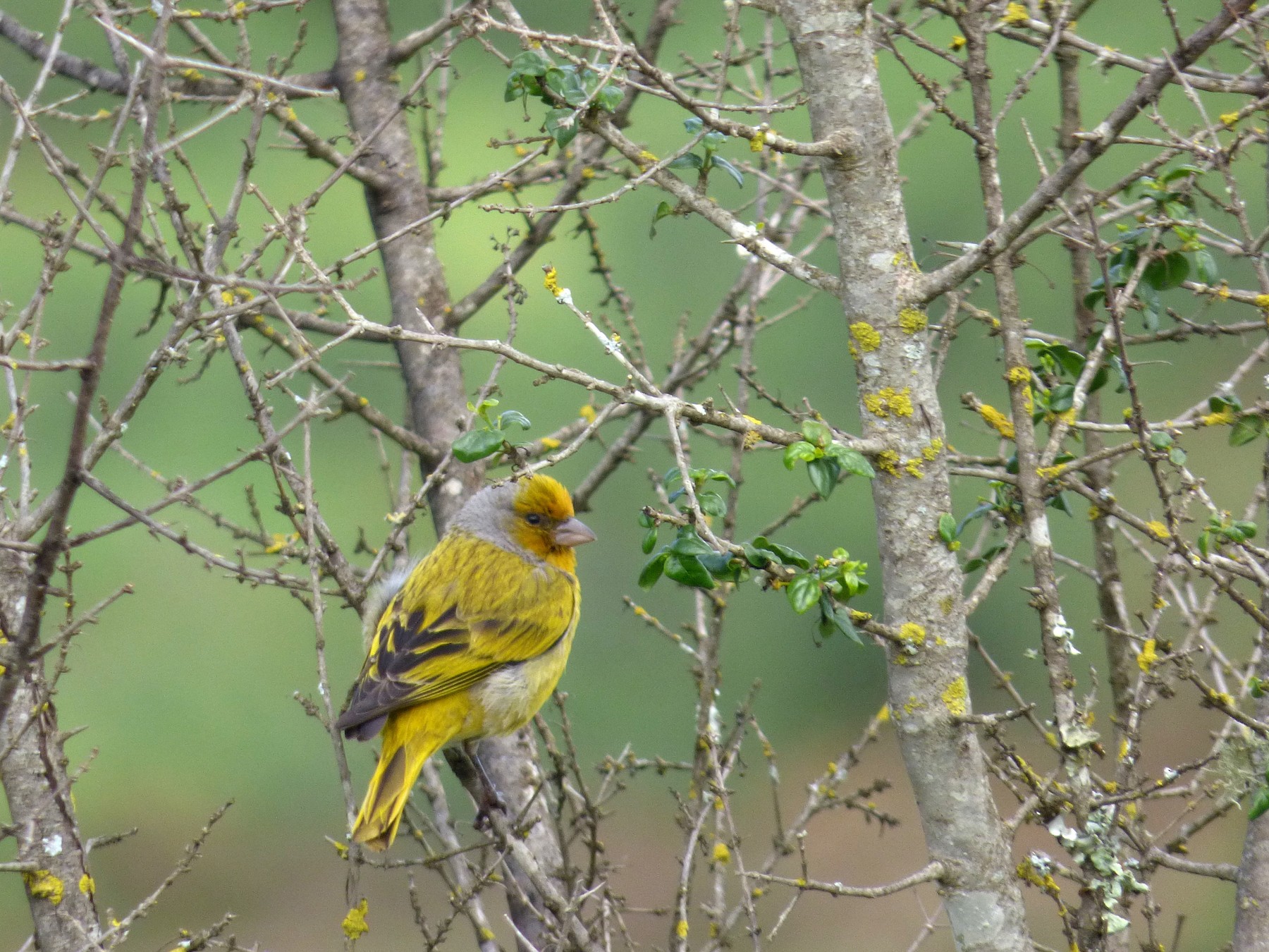 Cape Canary - eBird