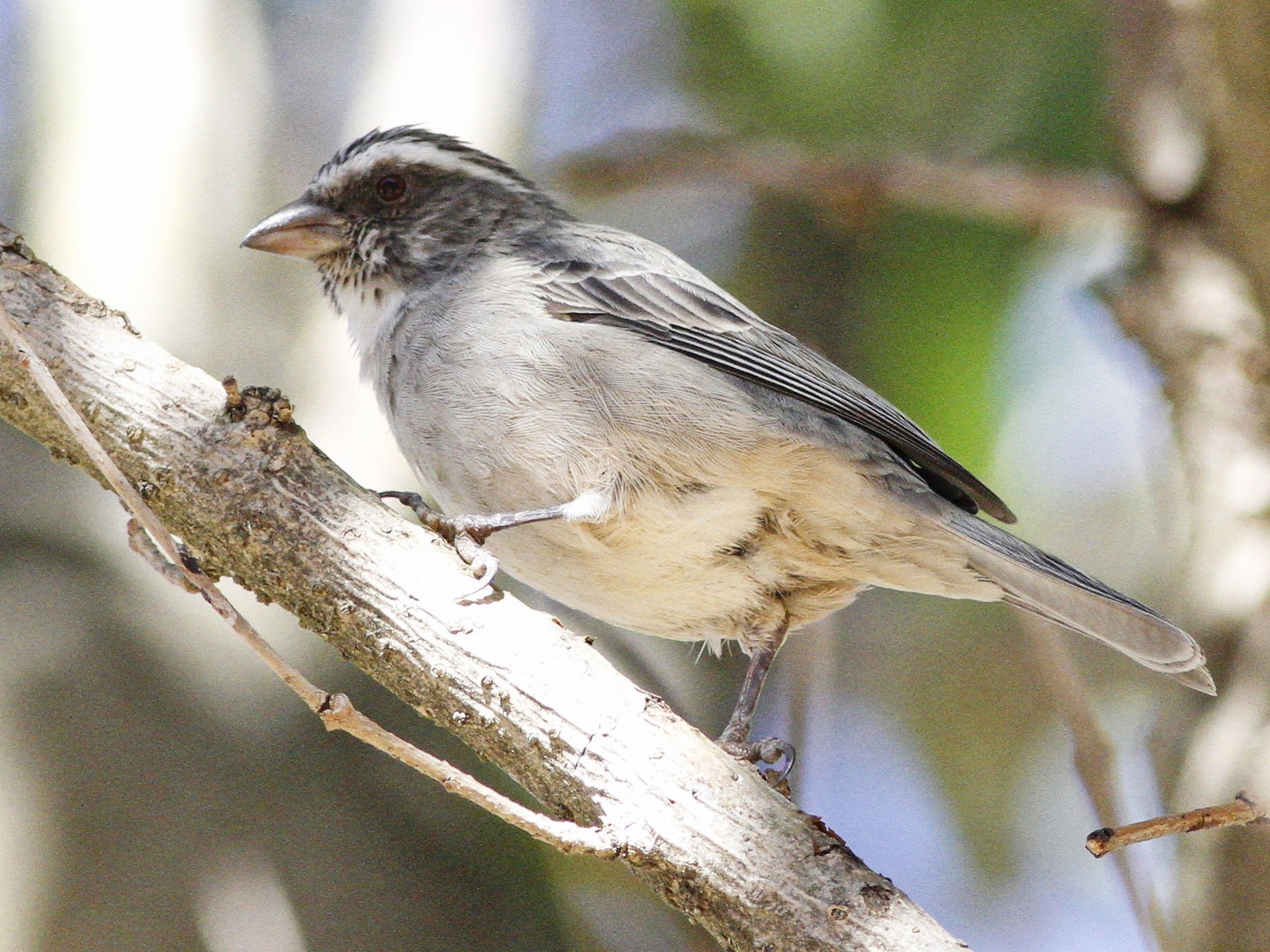Streaky-headed Seedeater - eBird