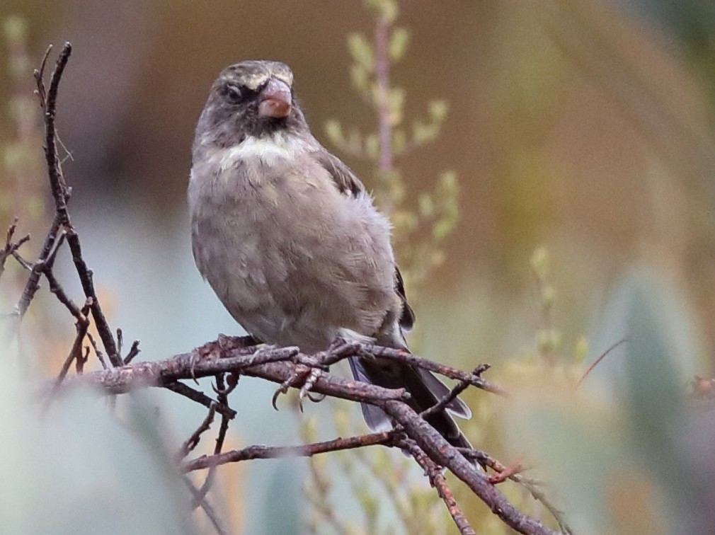 Protea Canary - eBird