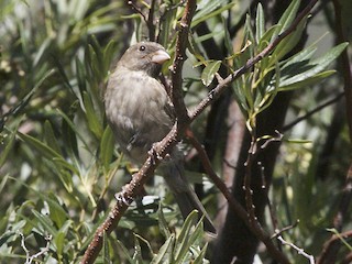 Protea Canary - eBird