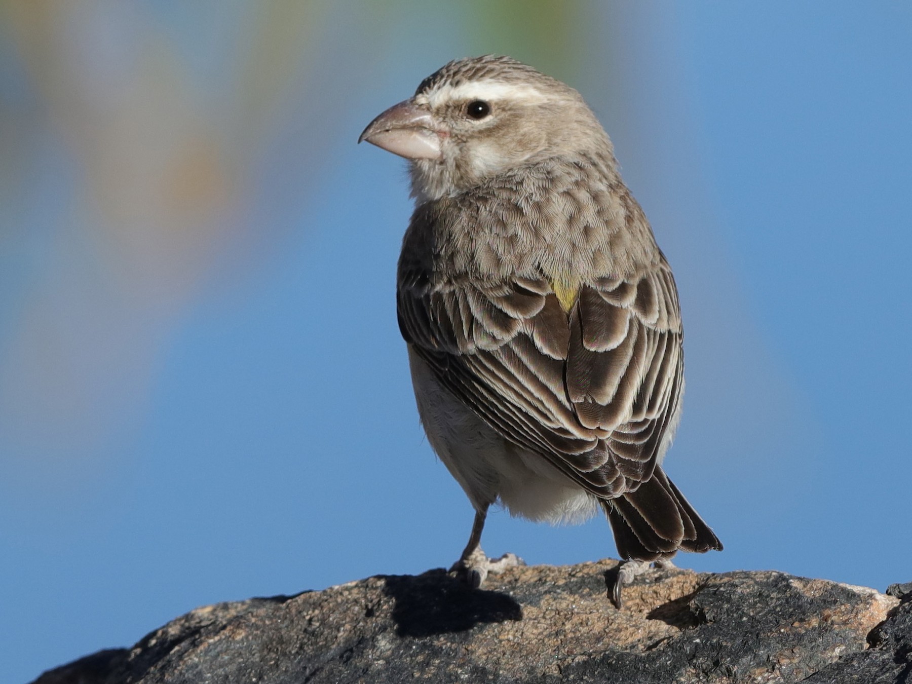 White-throated Canary - eBird