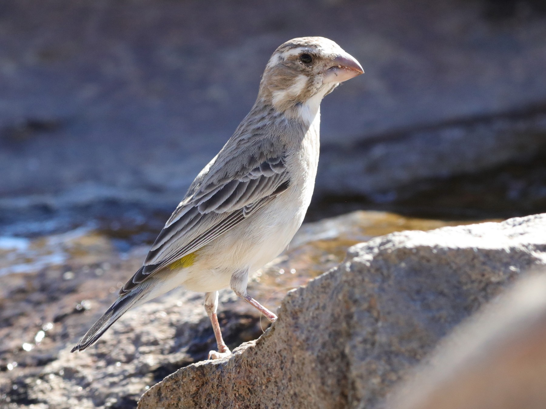 White-throated Canary - eBird