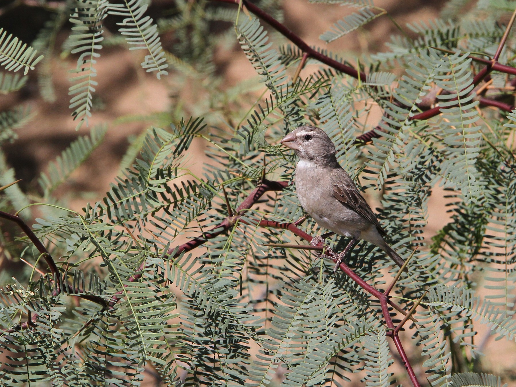 White-throated Canary - eBird