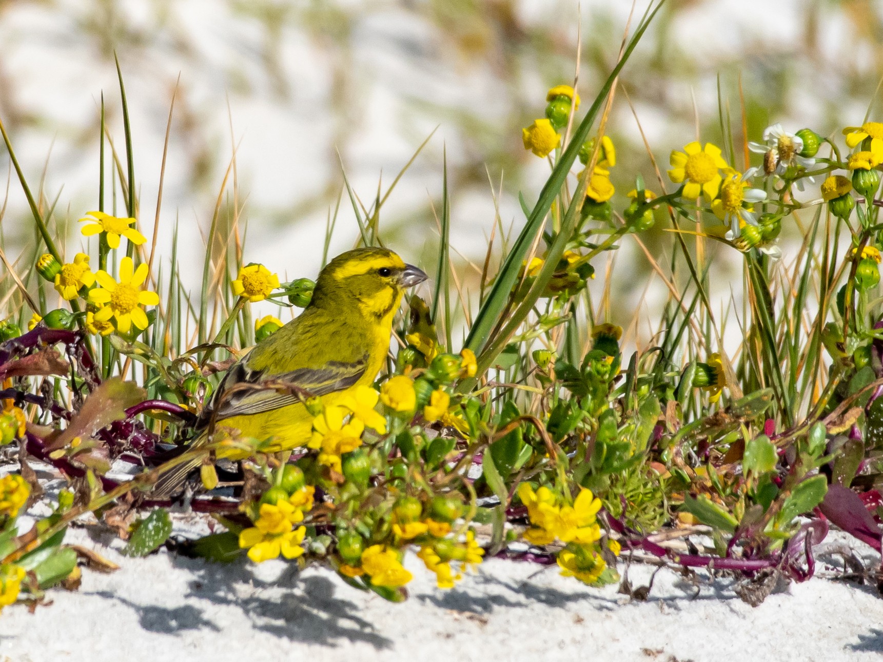 Yellow Canary Bird Flying