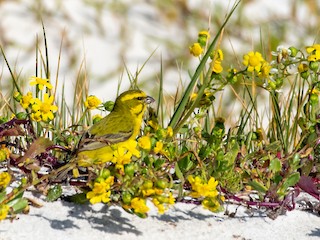 Yellow Canary - eBird