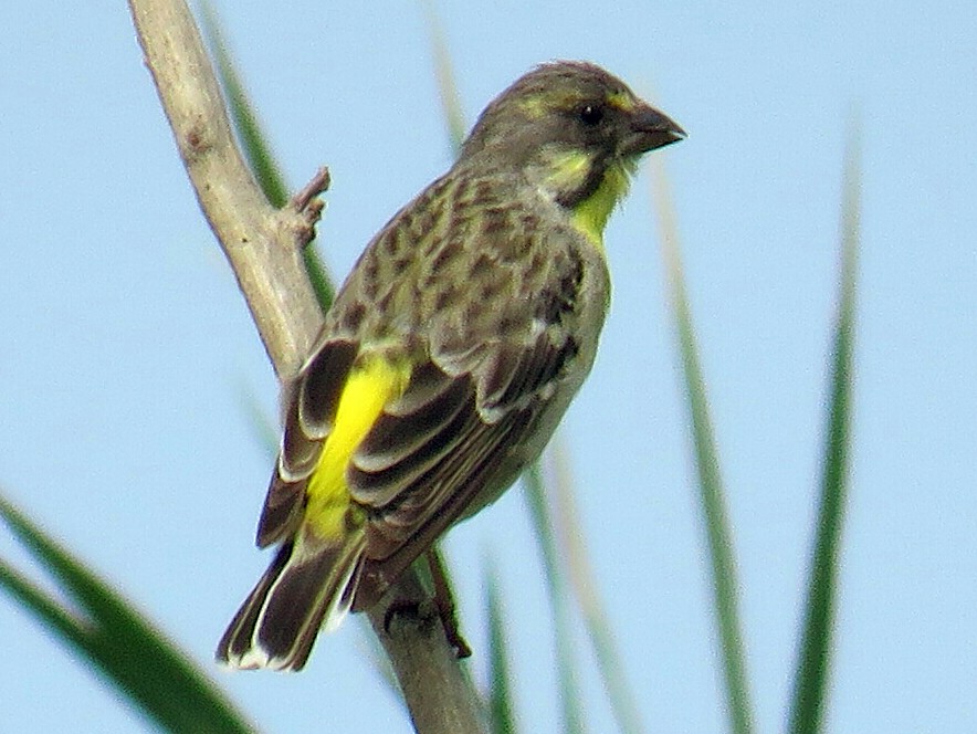 Lemon-breasted Seedeater - eBird