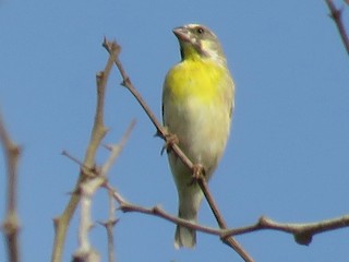 Lemon-breasted Seedeater - eBird