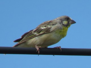 Lemon-breasted Seedeater - eBird