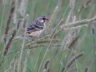 Lemon-breasted Seedeater - eBird