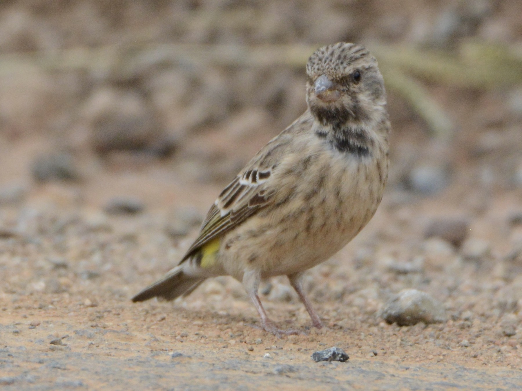 Black-throated Canary - eBird
