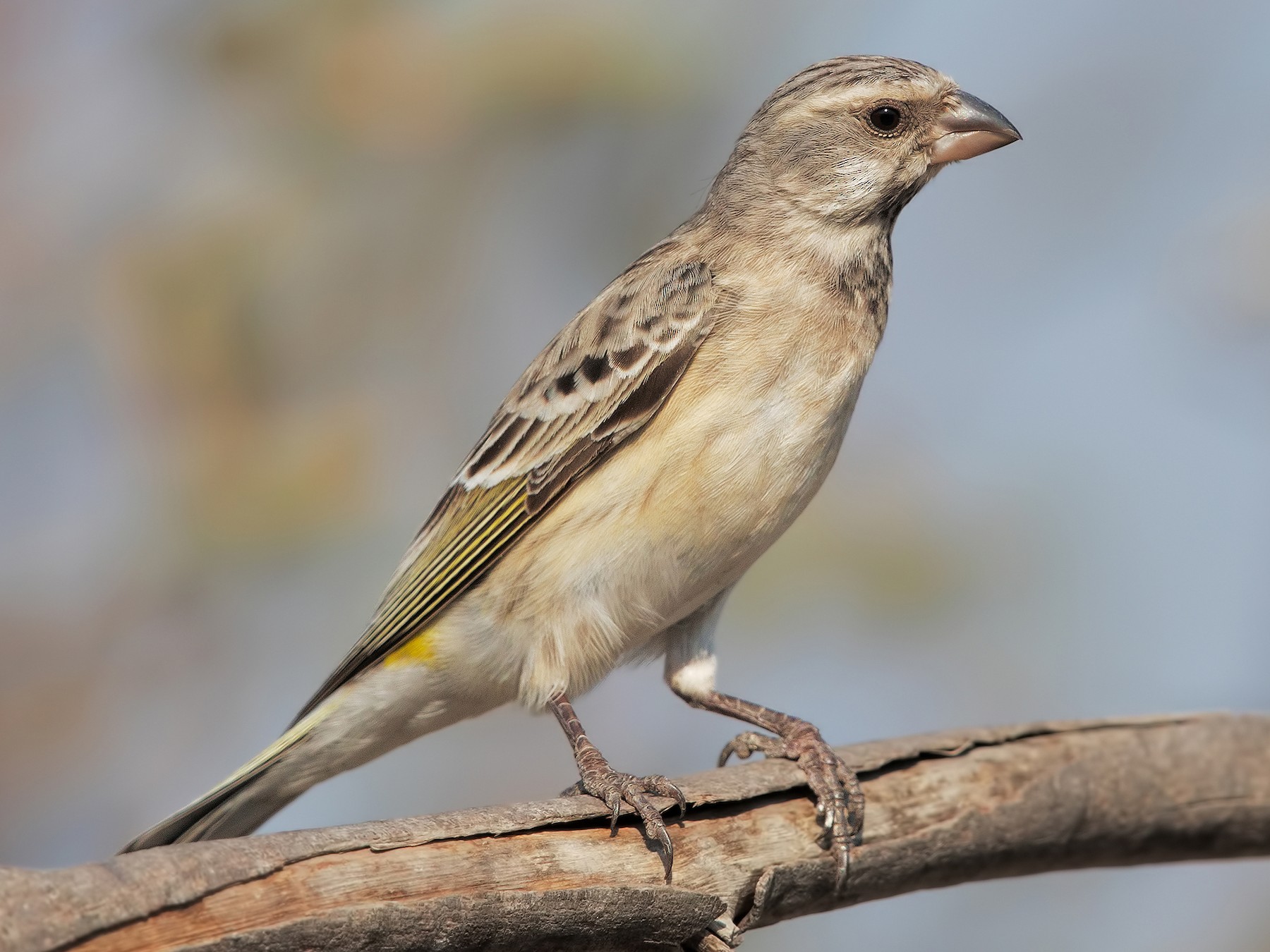 Black-throated Canary - eBird