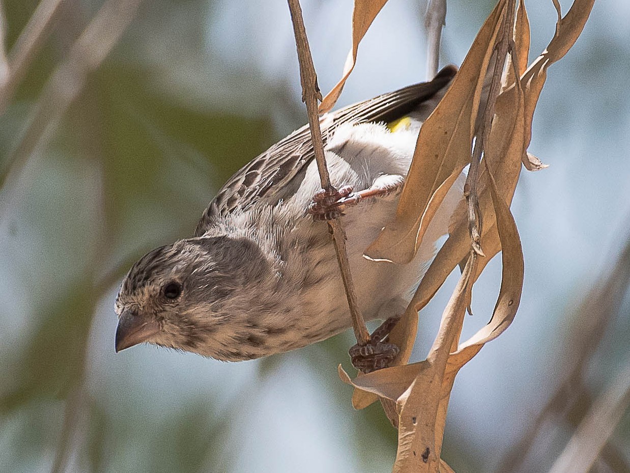 Black-throated Canary - eBird