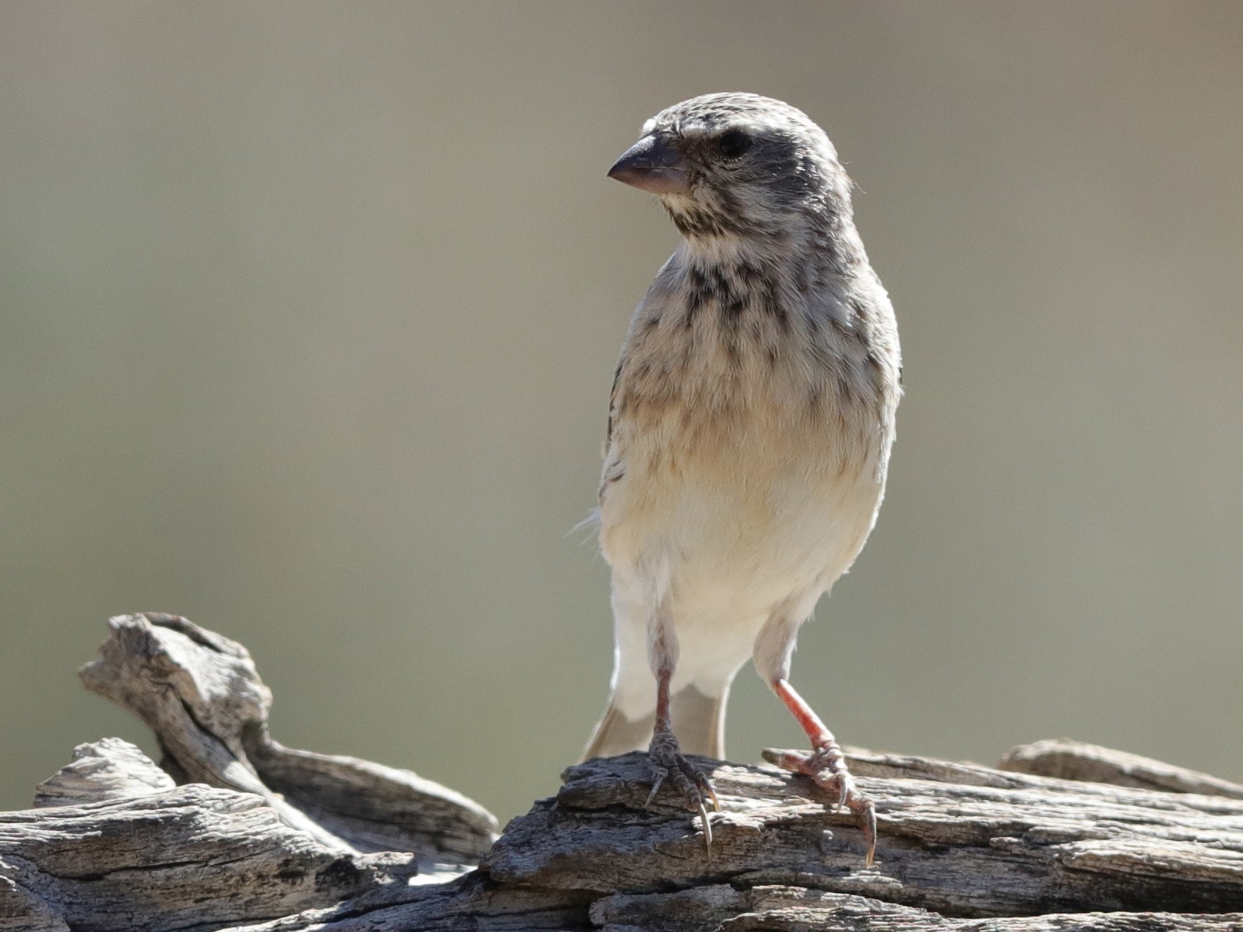 Black-throated Canary - eBird