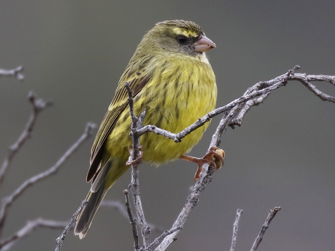 Forest Canary - eBird