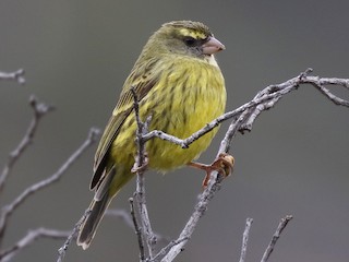 Forest Canary - eBird