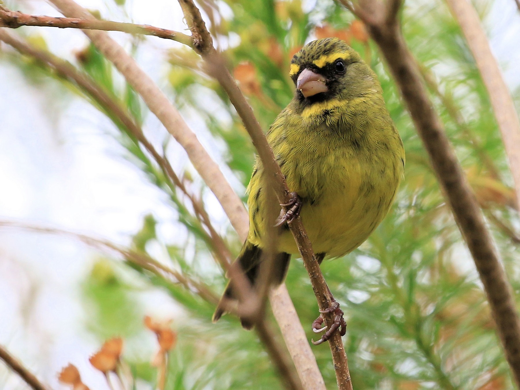 Forest Canary - eBird