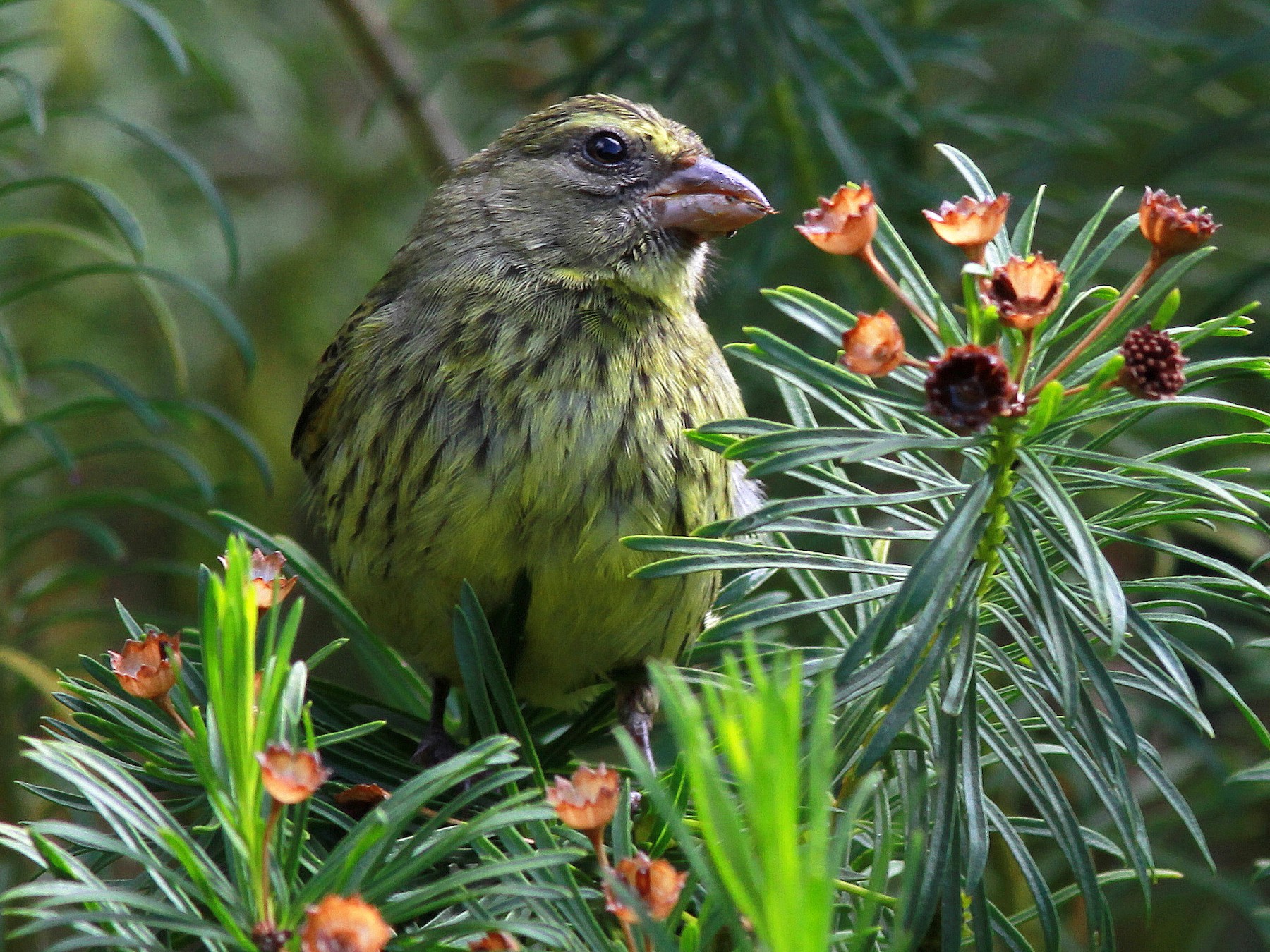 Forest Canary - eBird