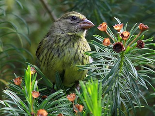 Forest Canary - eBird