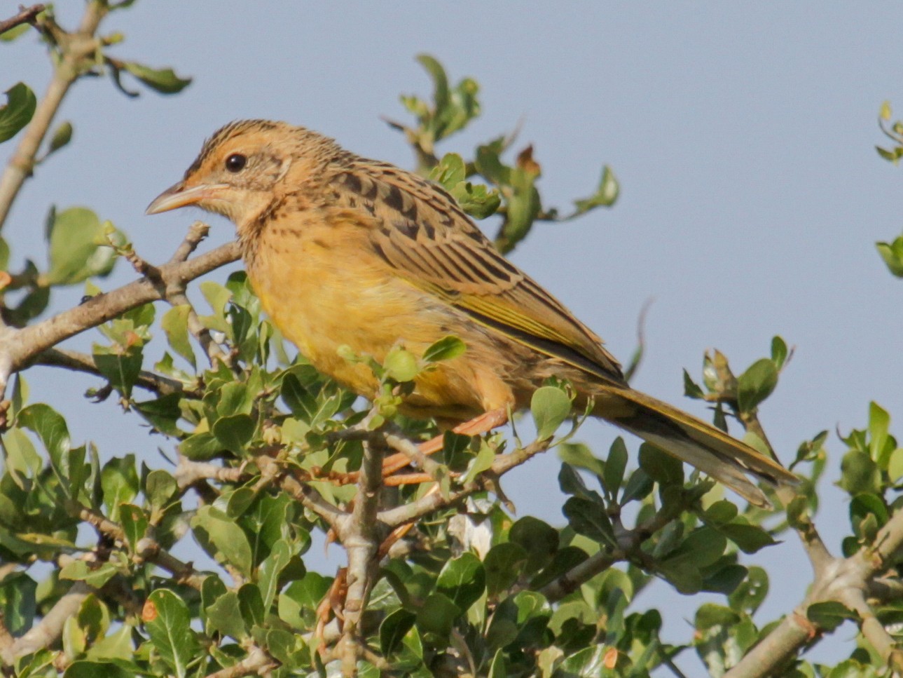 Yellow-throated Longclaw - eBird