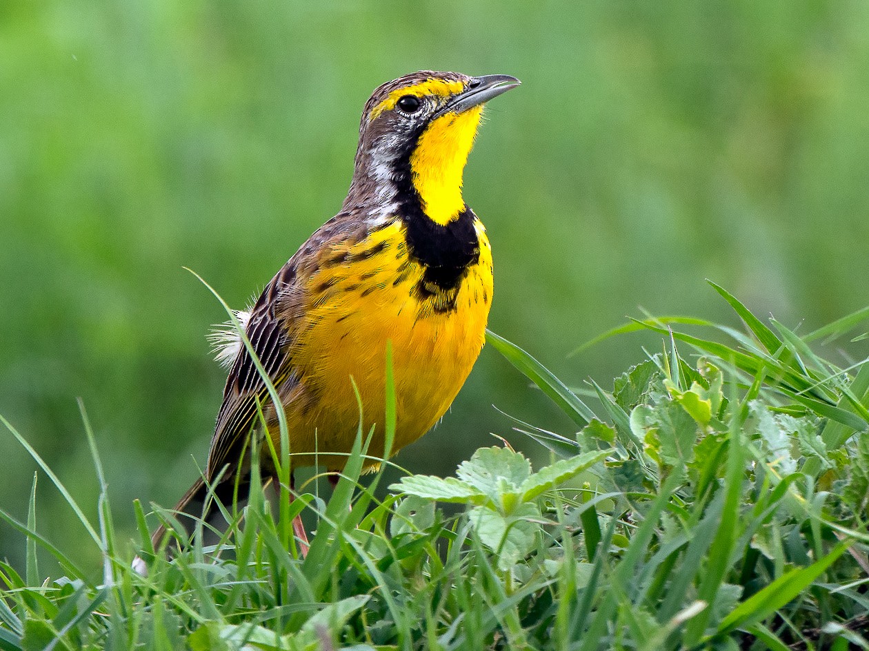 Yellow-throated Longclaw - eBird