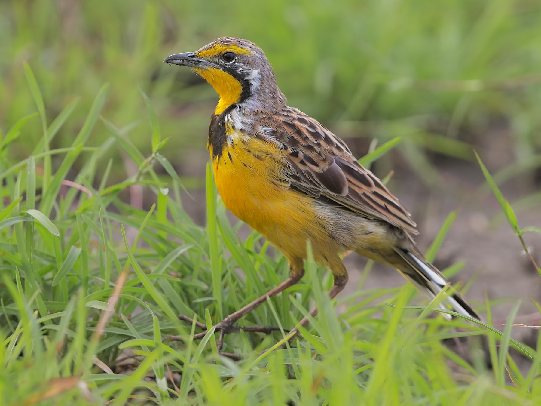 Yellow-throated Longclaw - eBird