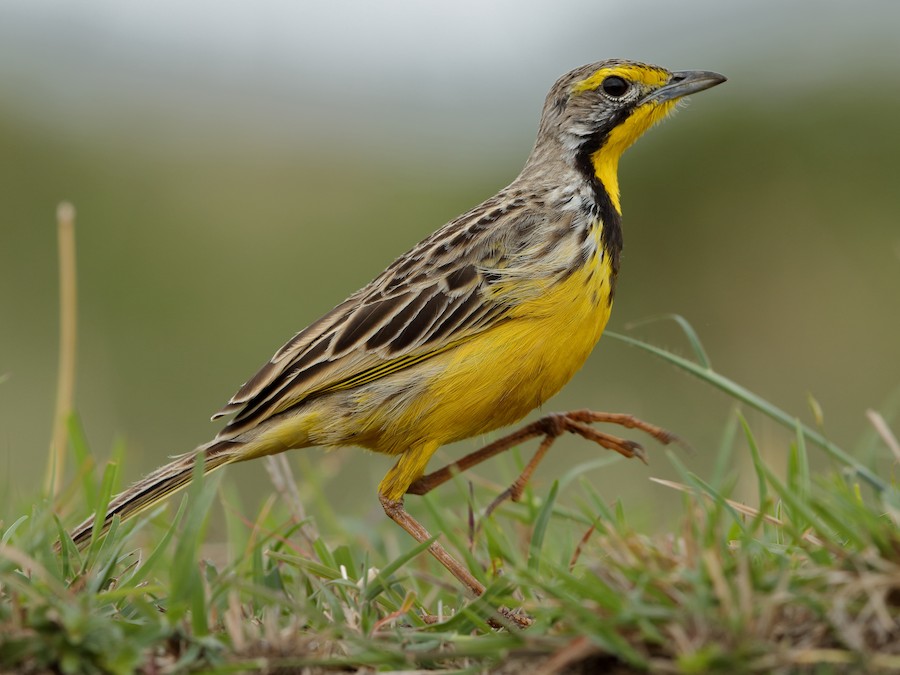 Yellow-throated Longclaw - eBird