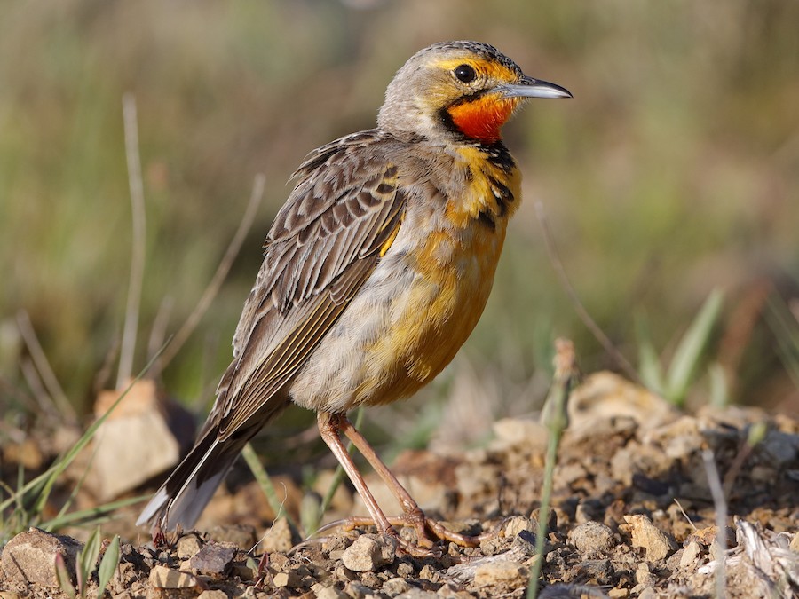 Cape Longclaw - eBird