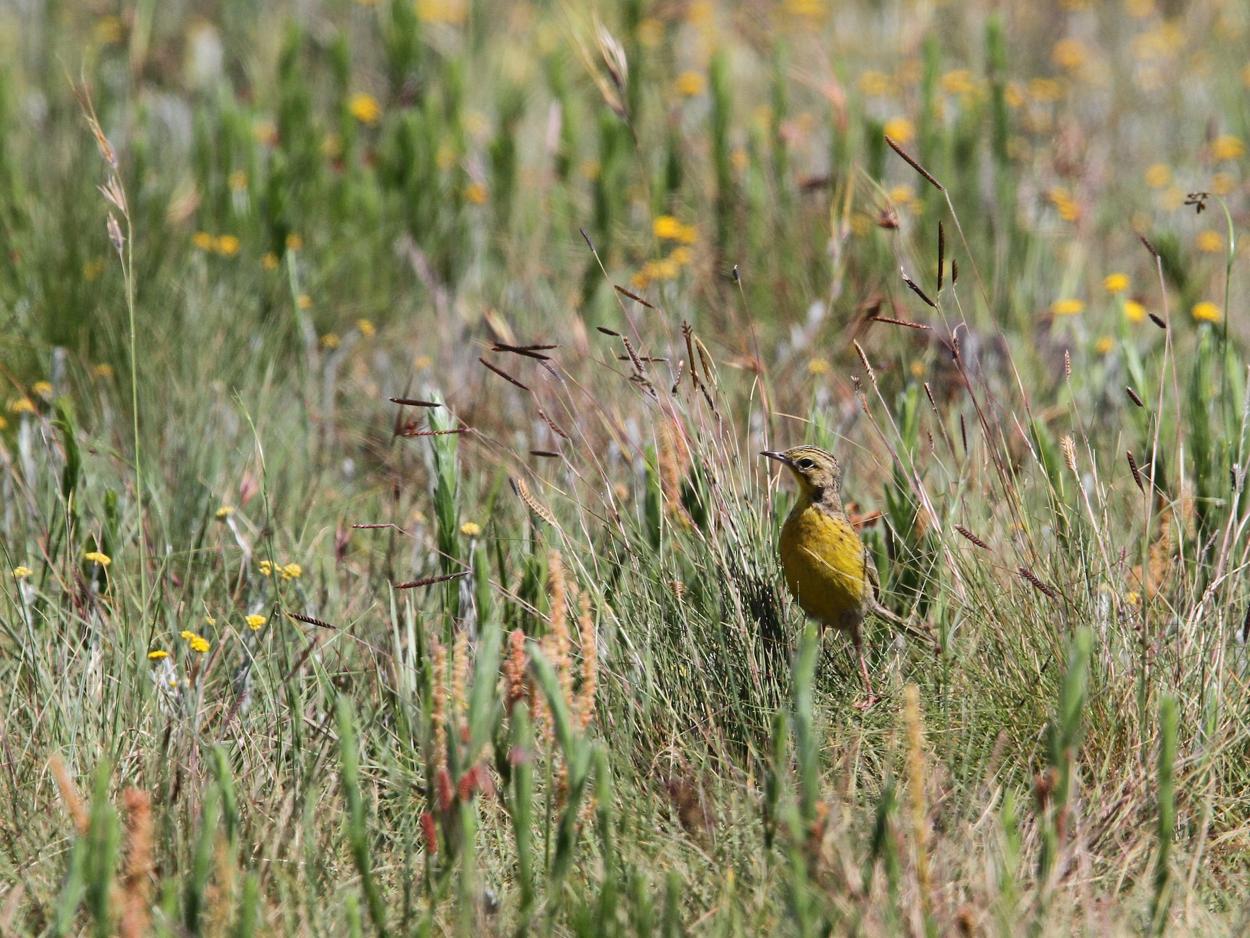 Yellow-breasted Pipit - eBird