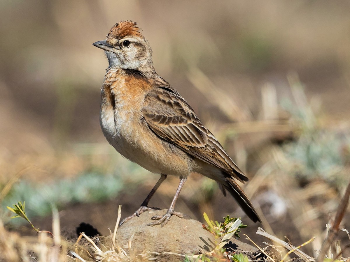 Blanford's Lark - Calandrella blanfordi - Birds of the World