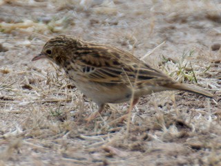 Bush Pipit - eBird