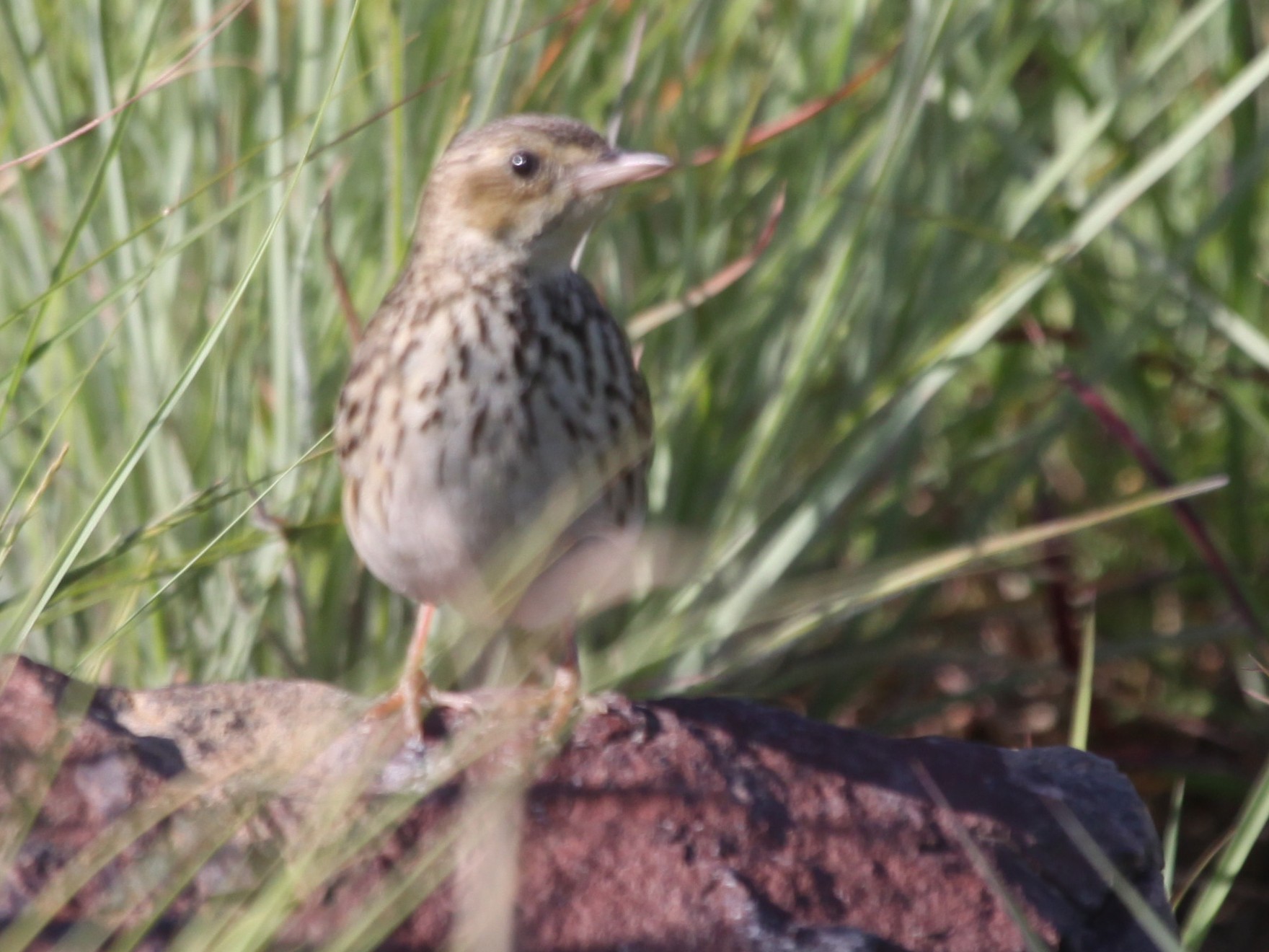 Short-tailed Pipit - eBird