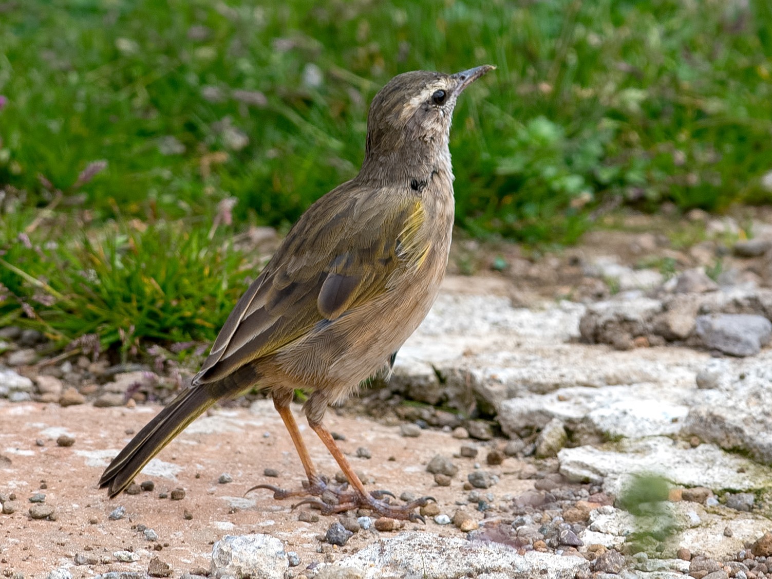 Yellow-tufted Pipit - eBird