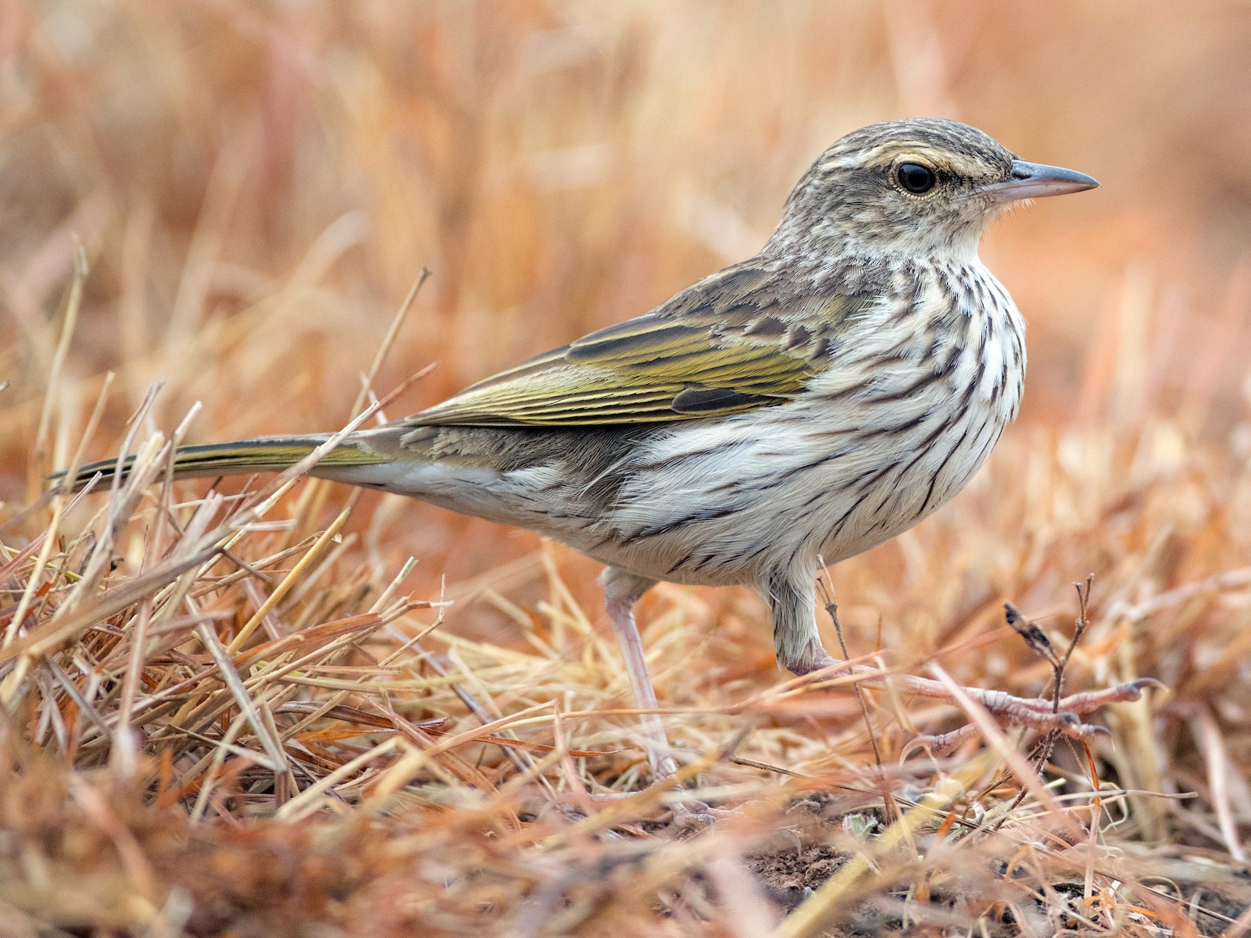 Striped Pipit - eBird