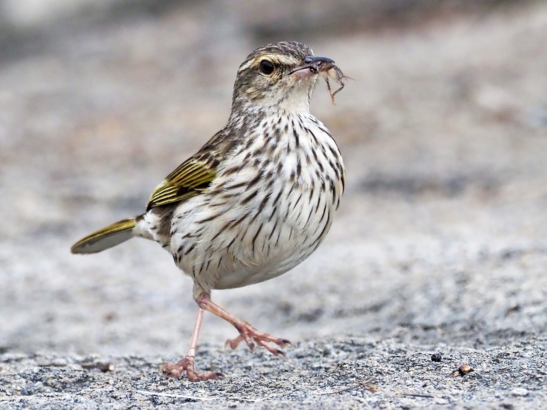 Striped Pipit - eBird
