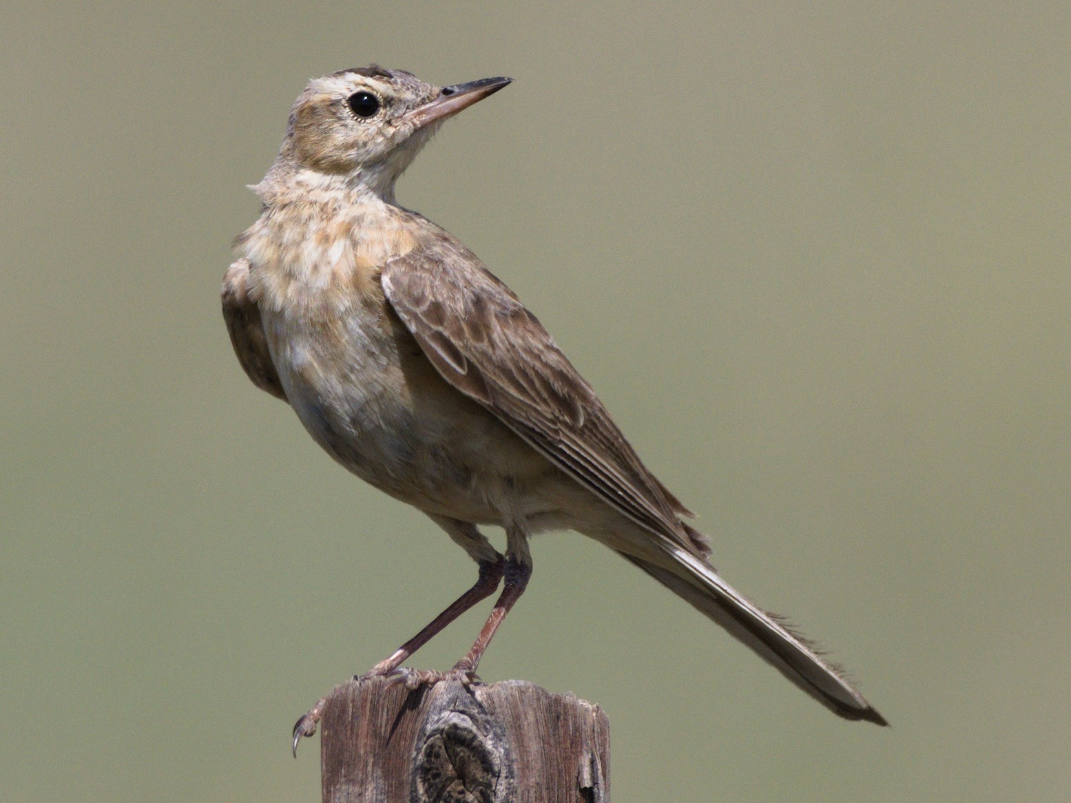 Pipit du Vaal - eBird