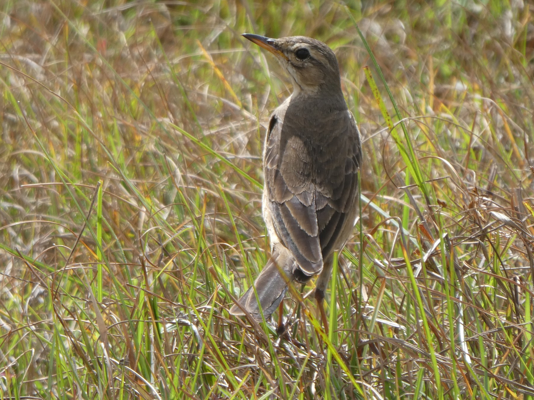 linduška plavá - eBird
