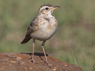 Plain-backed Pipit - eBird