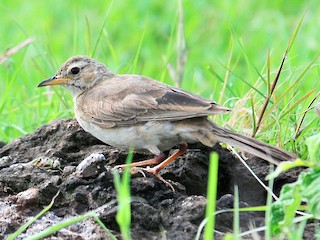 Plain-backed Pipit - North Carolina Bird Atlas