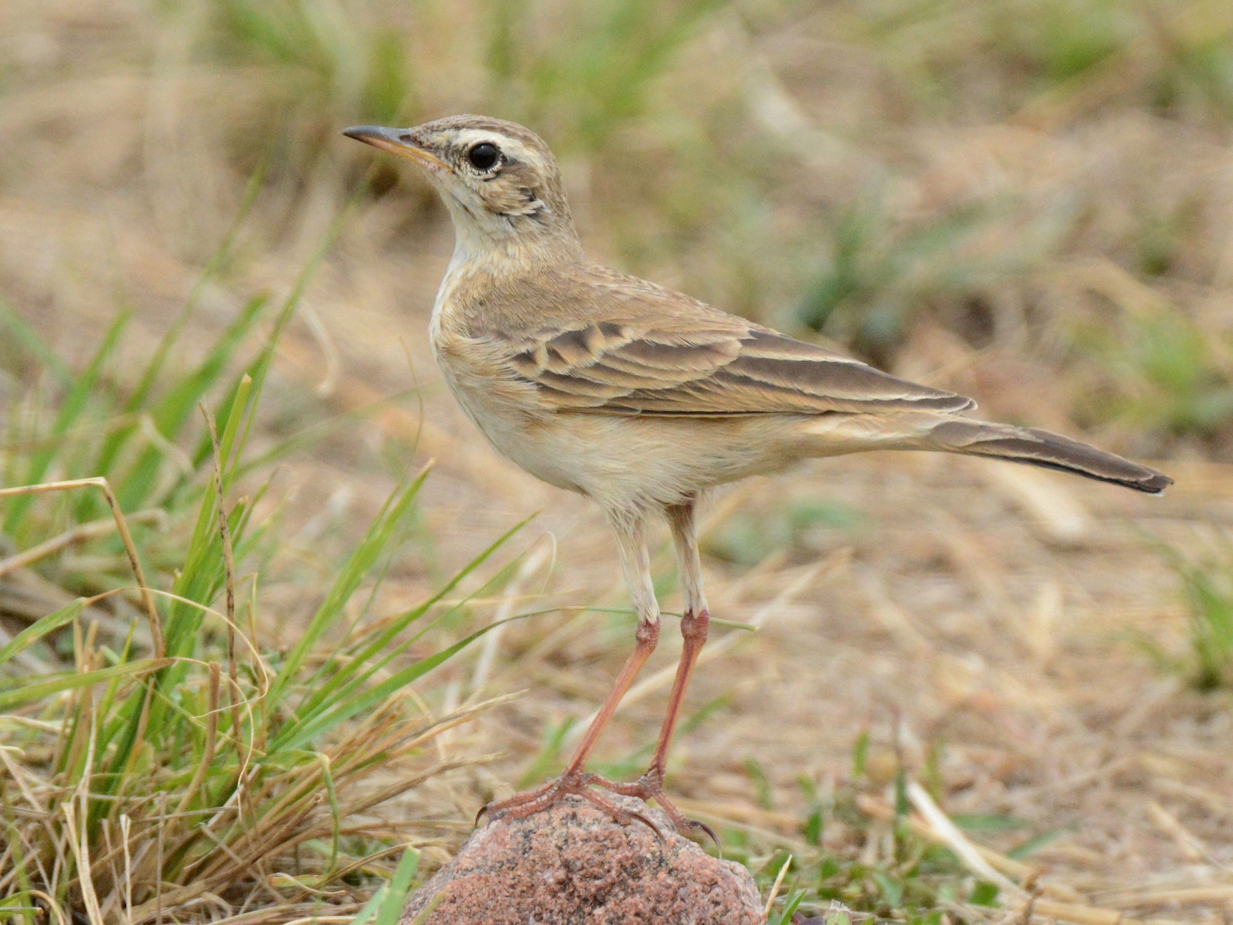 Plain-backed Pipit - eBird