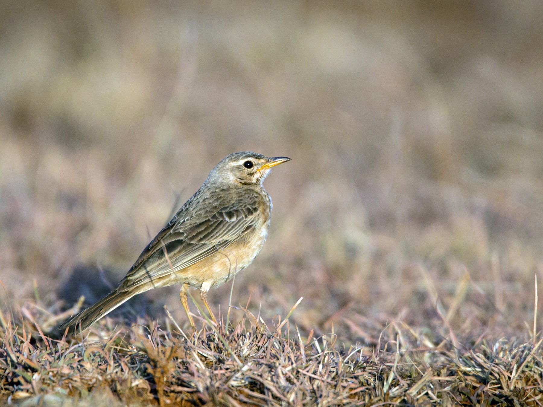 Plain-backed Pipit - eBird