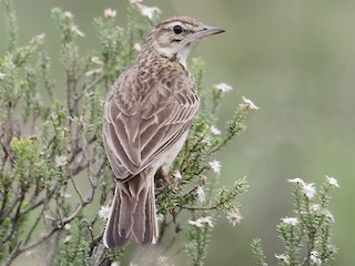 Mountain Pipit - eBird