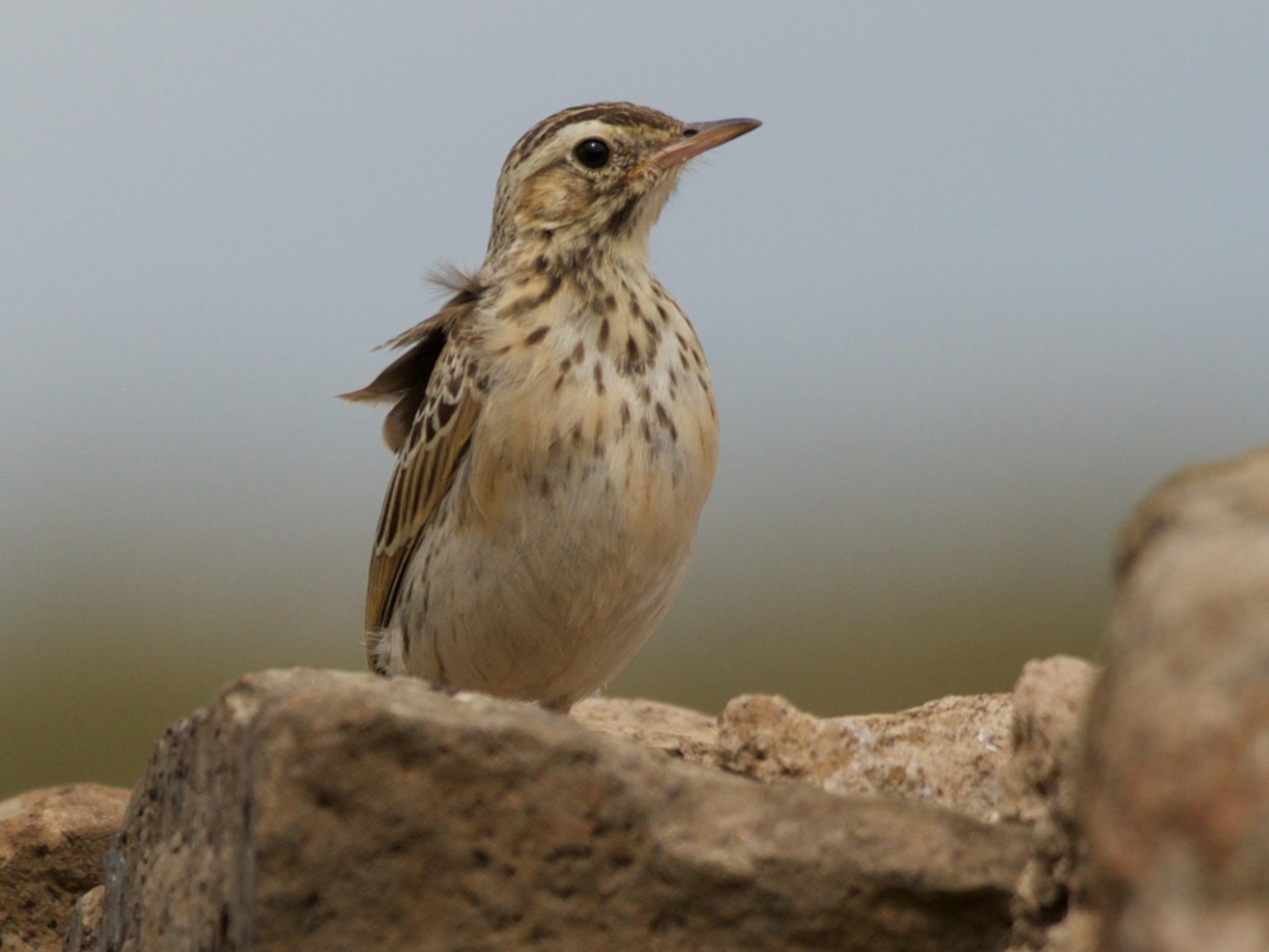 Mountain Pipit - eBird