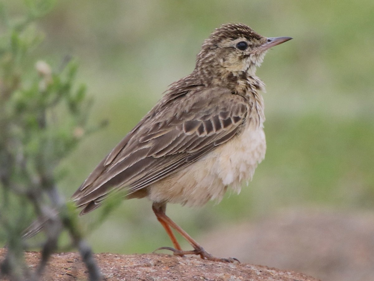 Mountain Pipit - Anthus hoeschi - Birds of the World