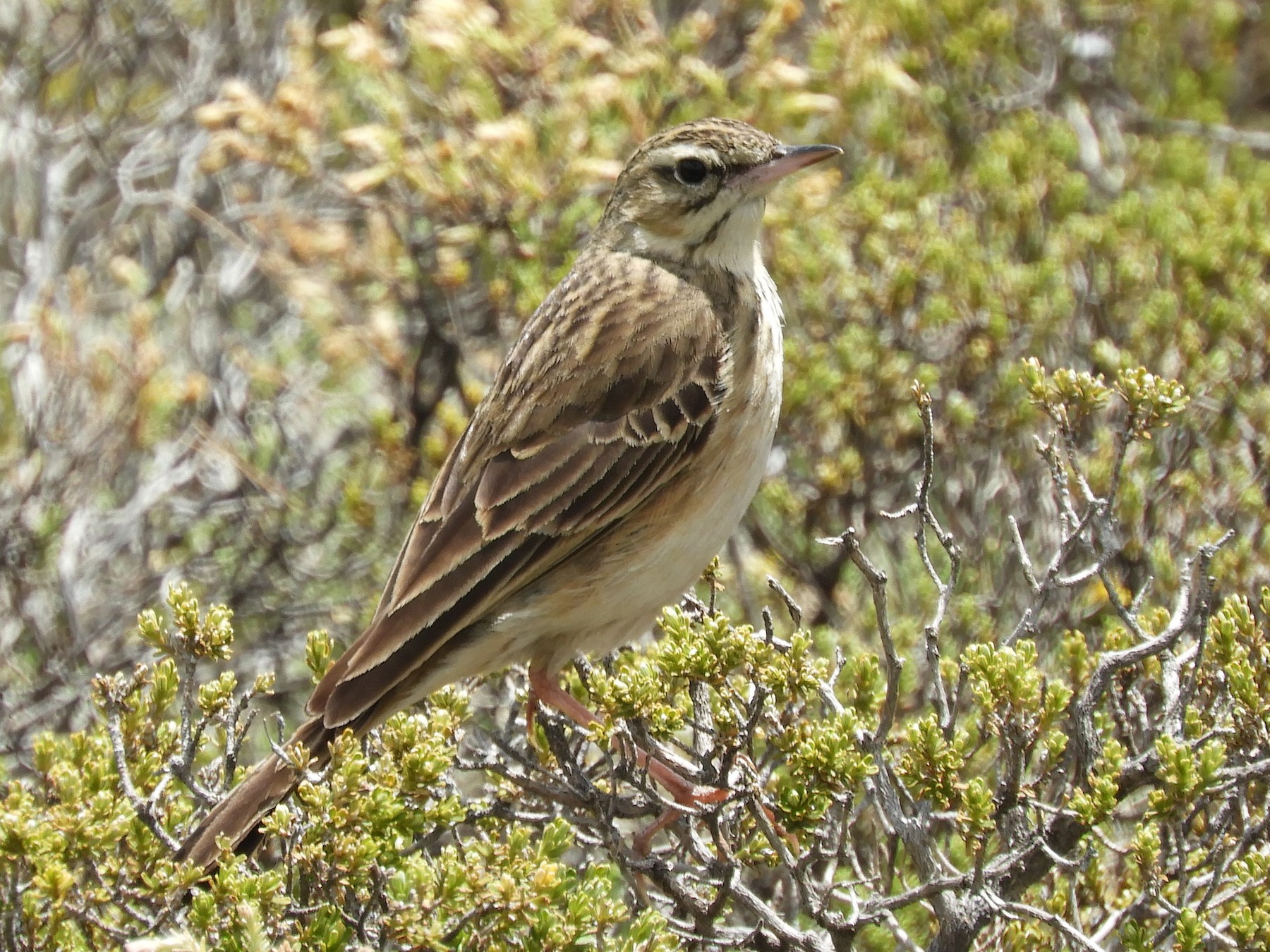 Mountain Pipit - eBird