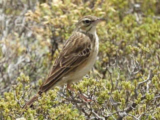 Mountain Pipit - eBird