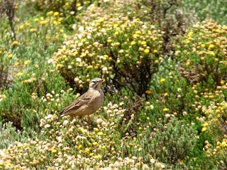 Mountain Pipit - eBird