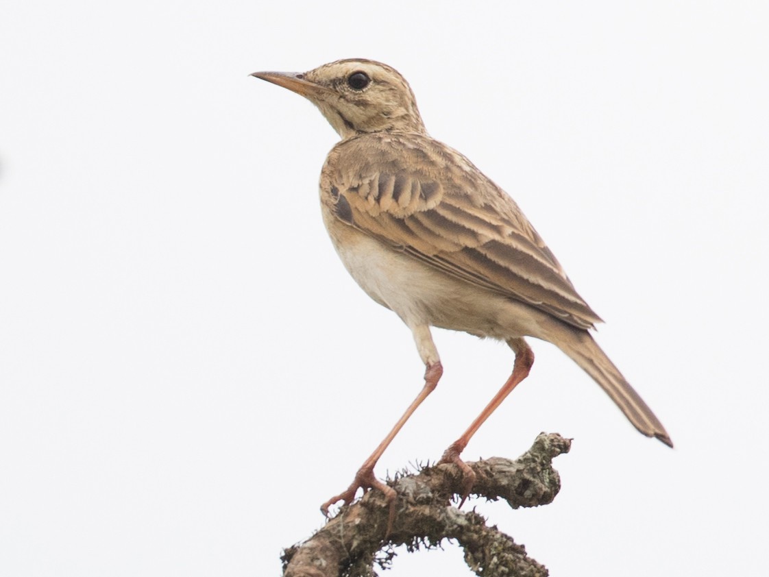 African Pipit - eBird