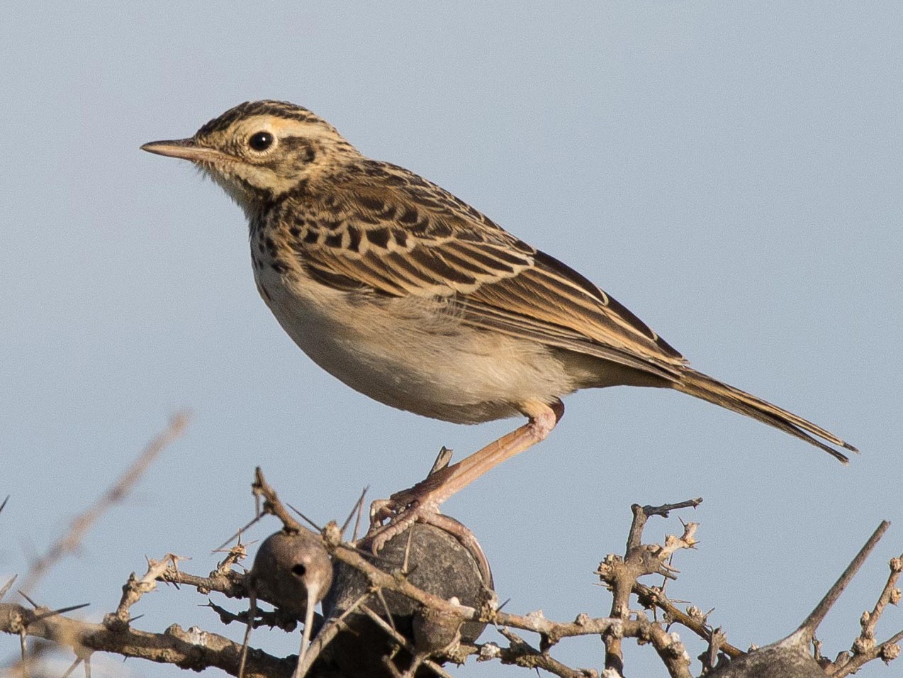 African Pipit - eBird