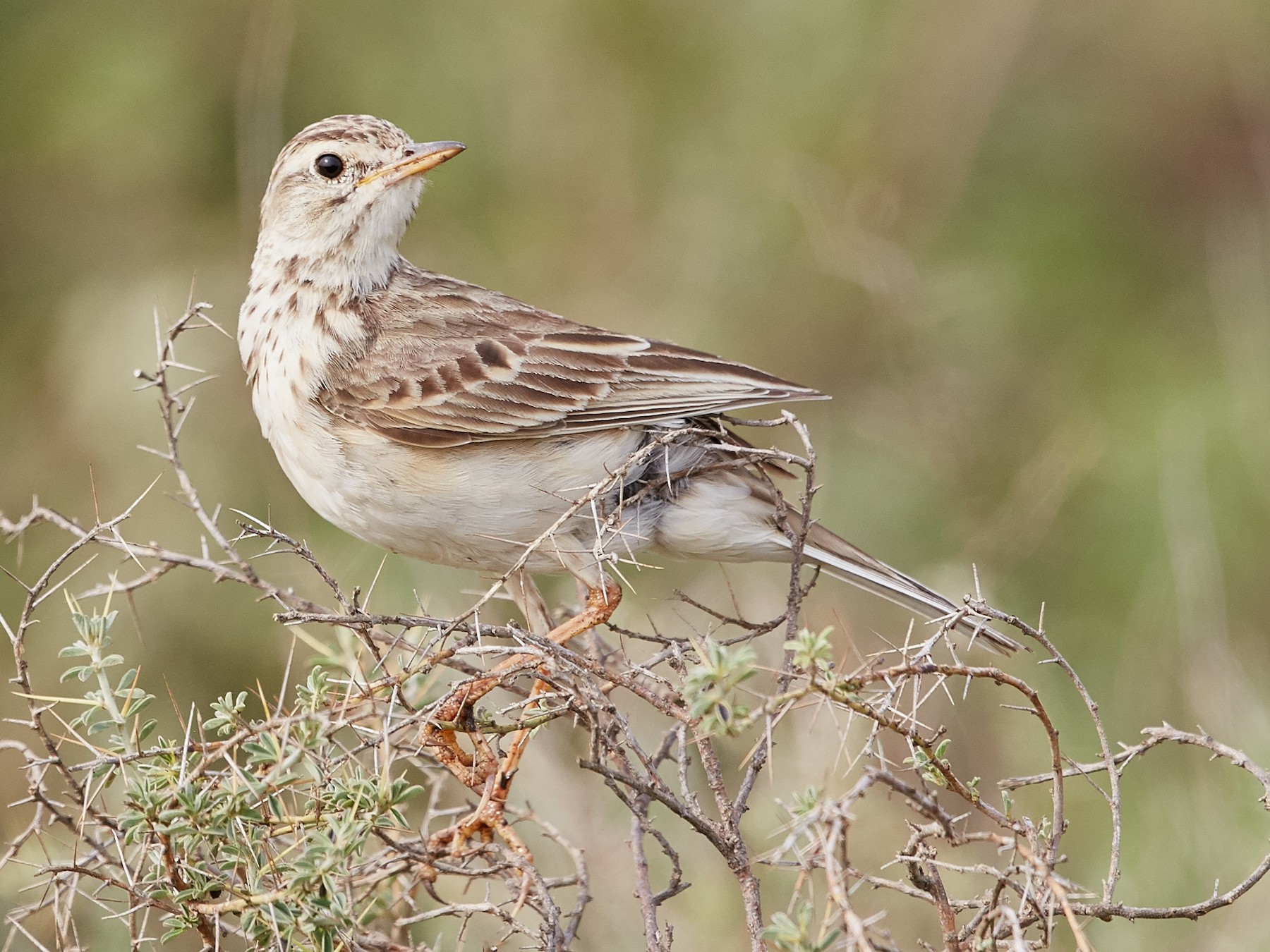African Pipit - eBird