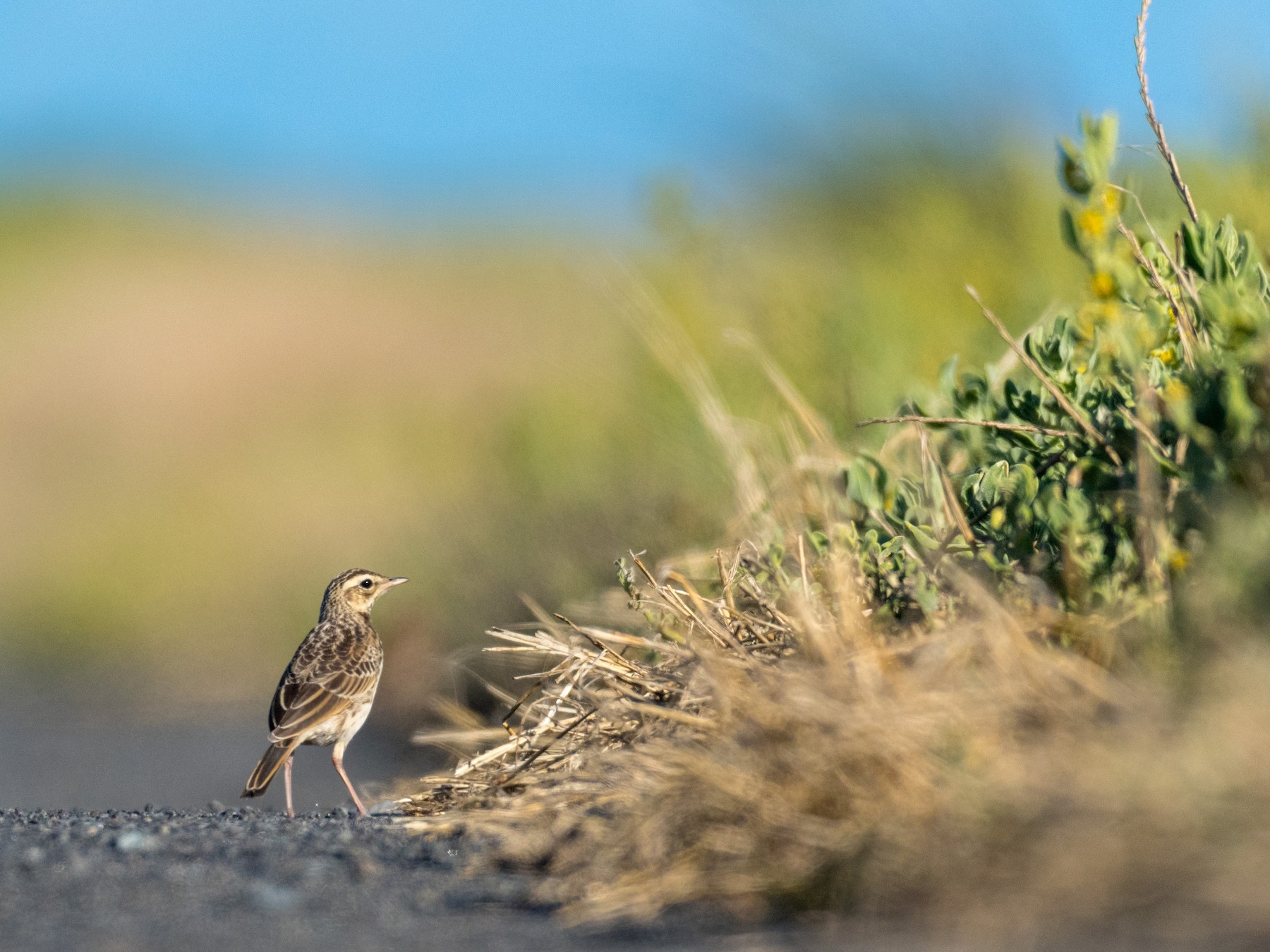 African Pipit - eBird